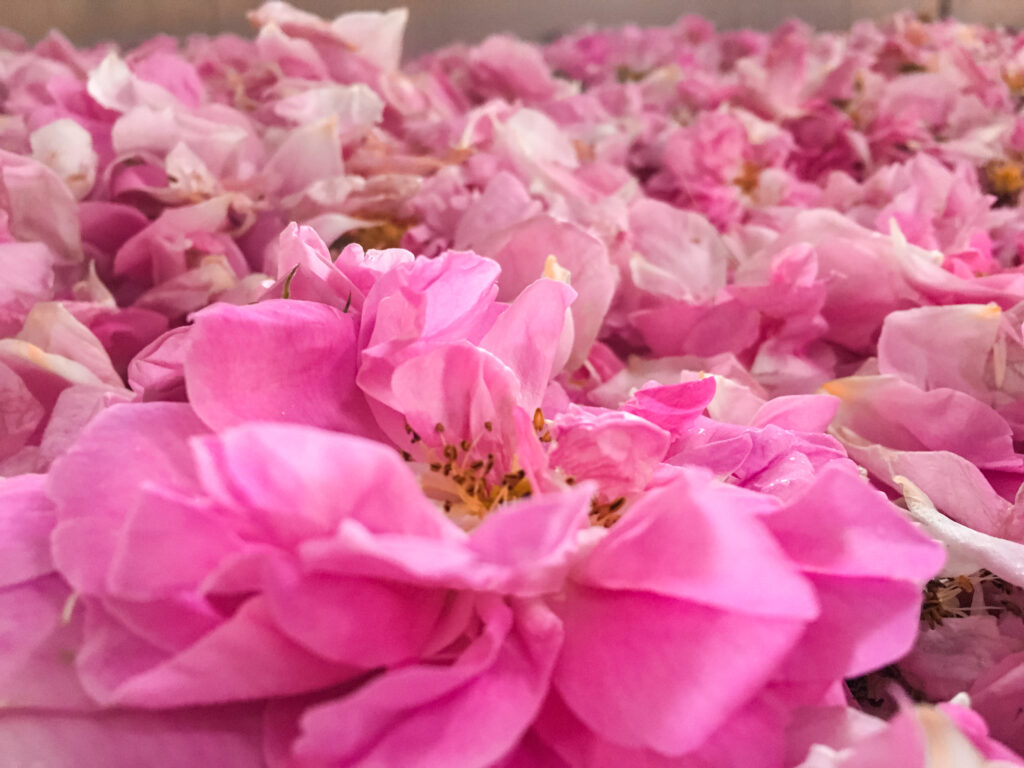 La Rose Centifolia - PURE SIGNATURE